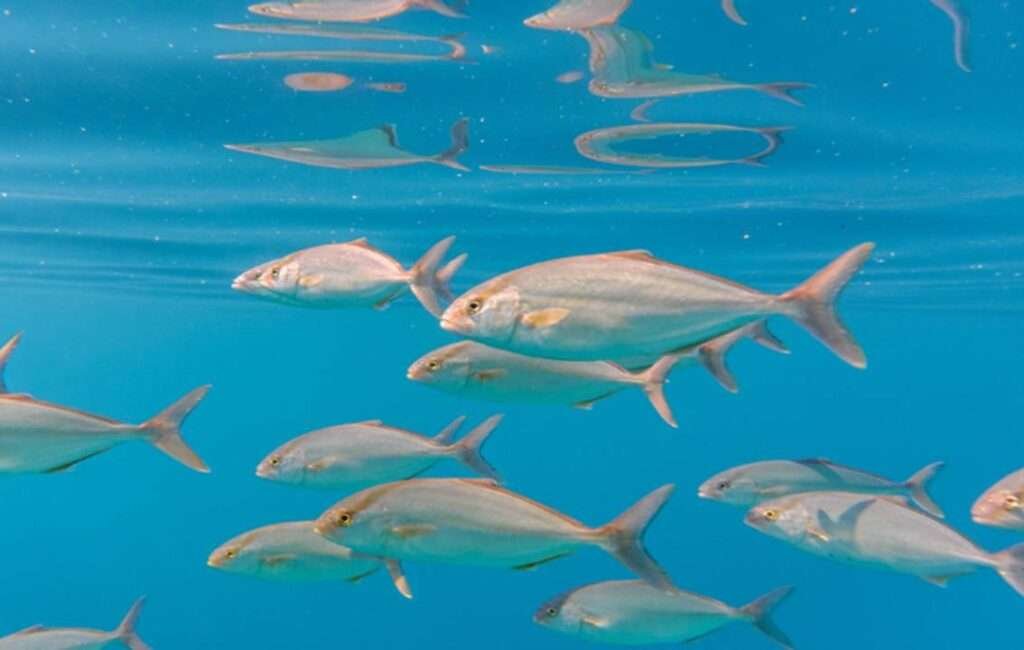 FISHING IN CYPRUS - Cyprus Traveller Guide
