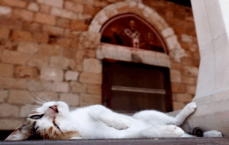 THE CYPRUS CAT STORY - Cyprus Traveller Guide