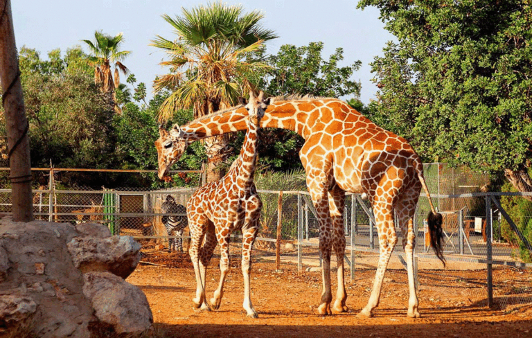 THE PAFOS ZOO - Cyprus Traveller Guide