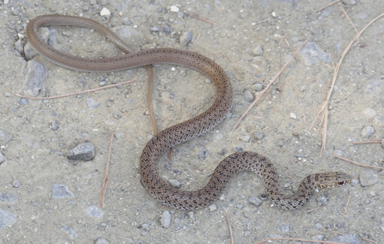 THE CYPRUS WHIP SNAKE - Cyprus Traveller Guide