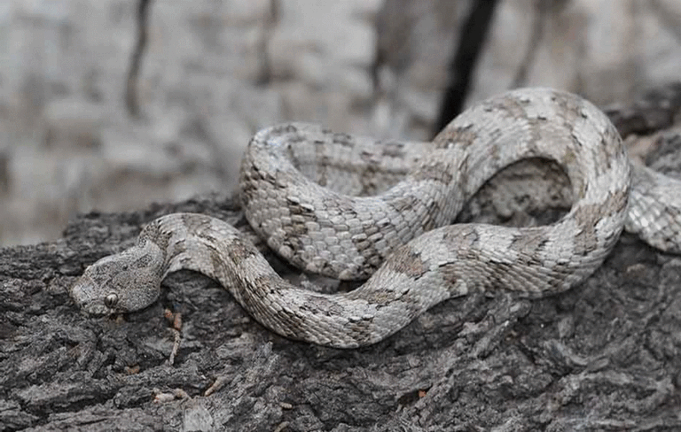 THE CYPRUS BLUNT NOSED VIPER - Cyprus Traveller Guide