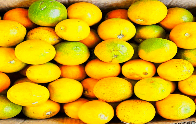THE CITRUS FRUITS OF CYPRUS - Cyprus Traveller Guide