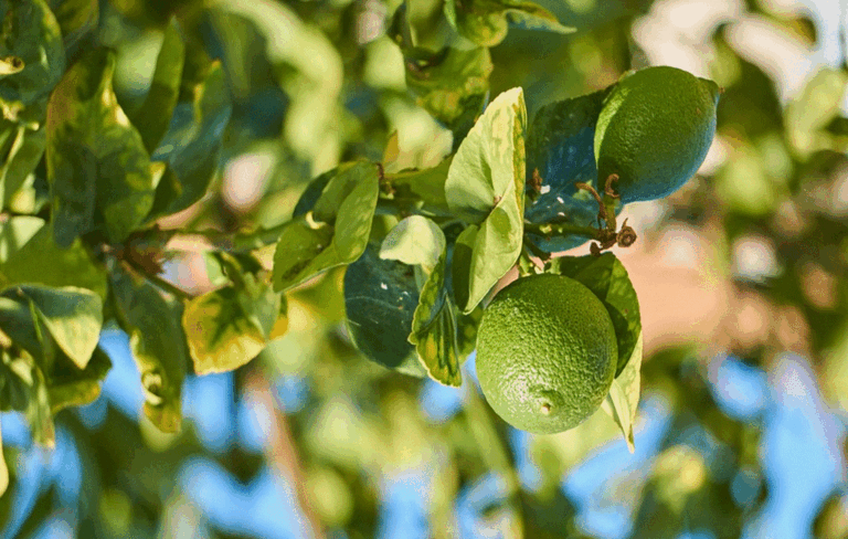THE CITRUS FRUITS OF CYPRUS - Cyprus Traveller Guide