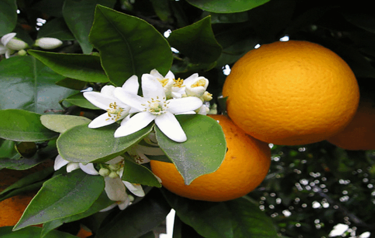 THE CITRUS FRUITS OF CYPRUS - Cyprus Traveller Guide