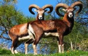 THE CYPRUS MOUFLON - Cyprus Traveller Guide