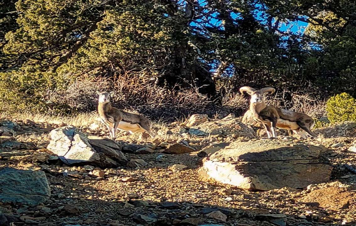 THE CYPRUS MOUFLON - Cyprus Traveller Guide