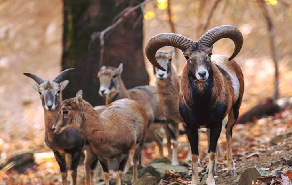 THE CYPRUS MOUFLON - Cyprus Traveller Guide